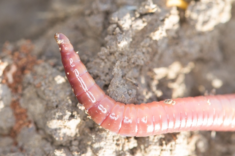 Das Wunder Wurm: 24 Fakten zum Regenwurm
