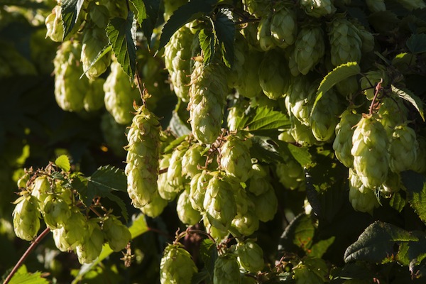 Hopfen – Von der Seele des Bieres