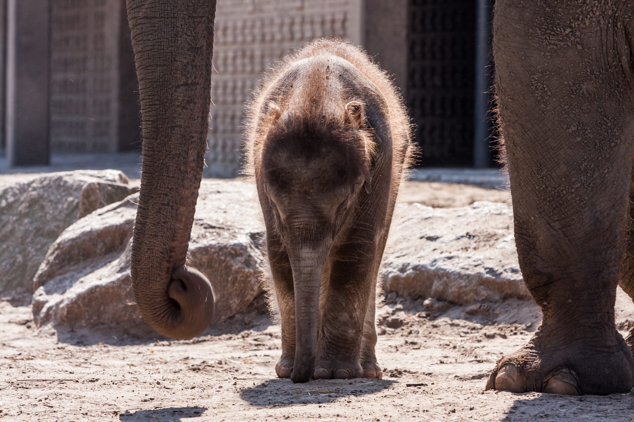 Zoo Graz: steirisches Zoo-Projekt als Chance für den Artenschutz