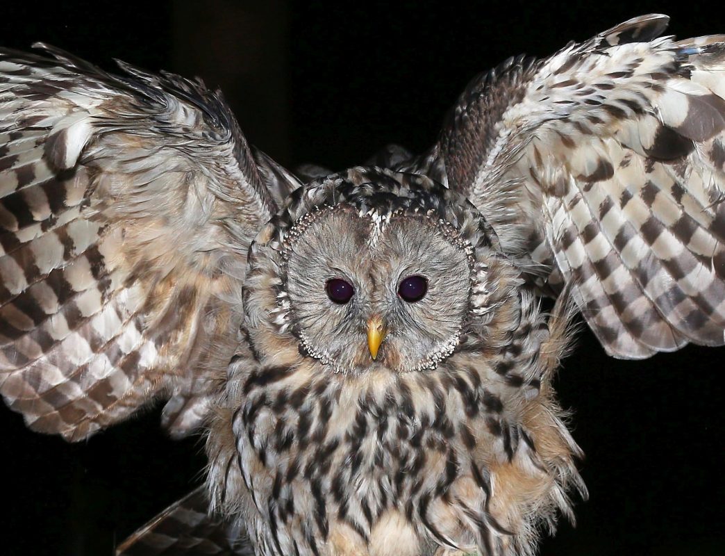 Der Kauz ist raus | BIORAMA